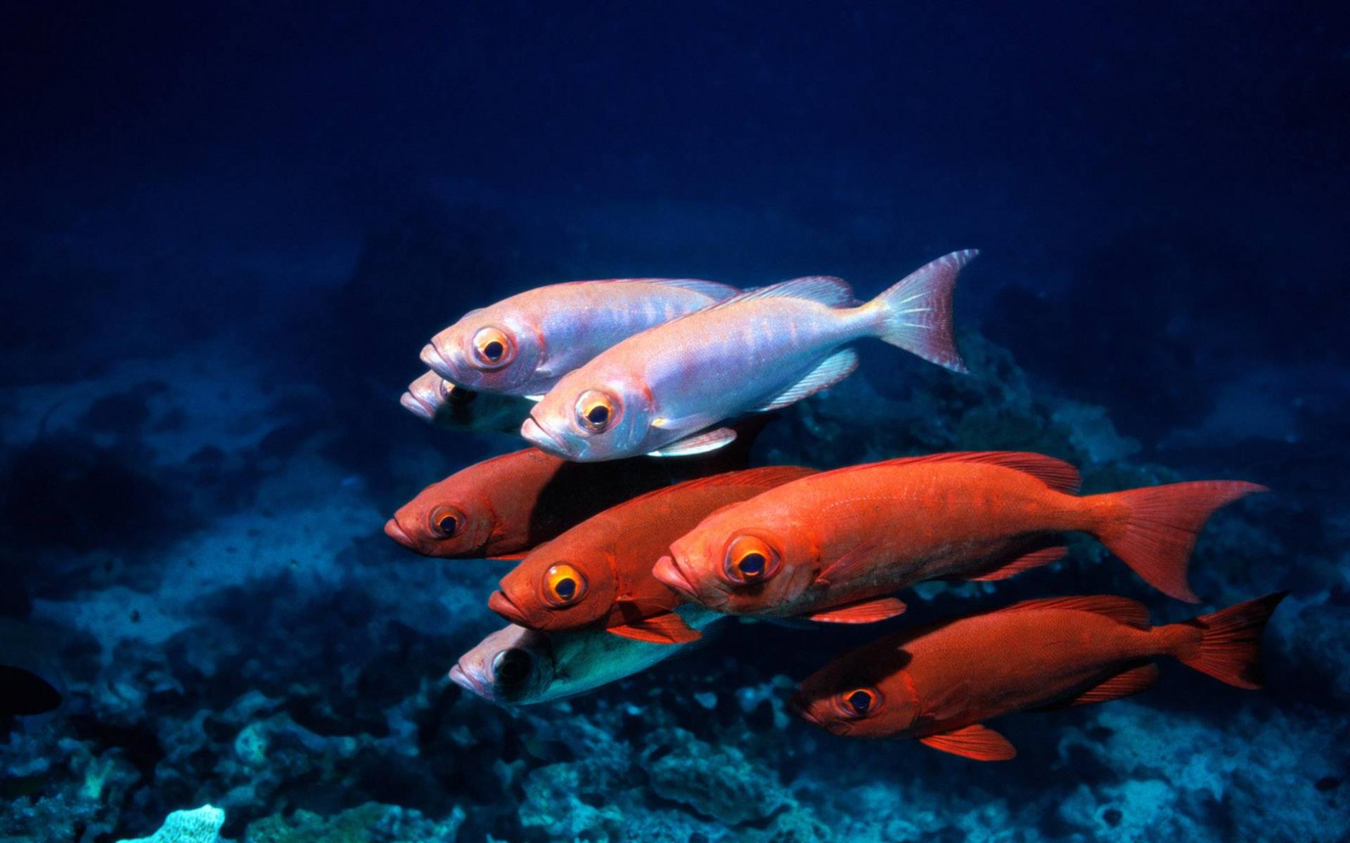 Download Animal Fish Image