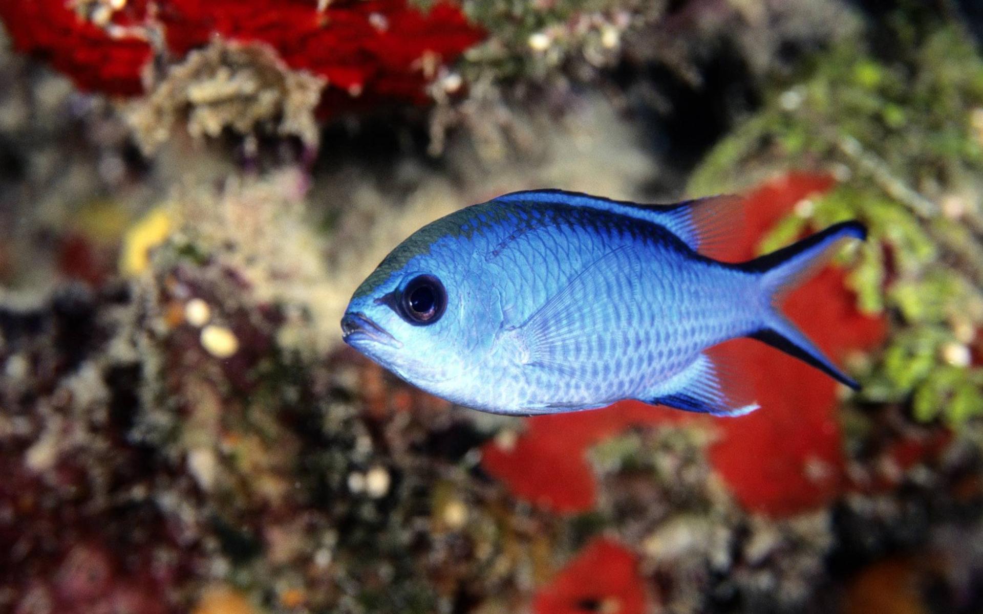 Download Animal Fish Image