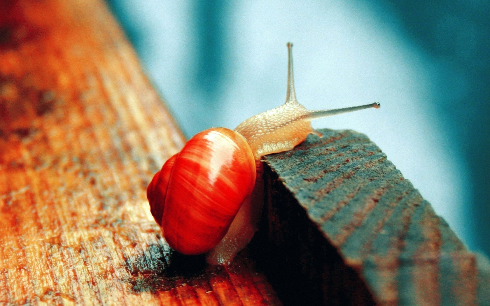 Snail Image - ID: 279010 - Image Abyss