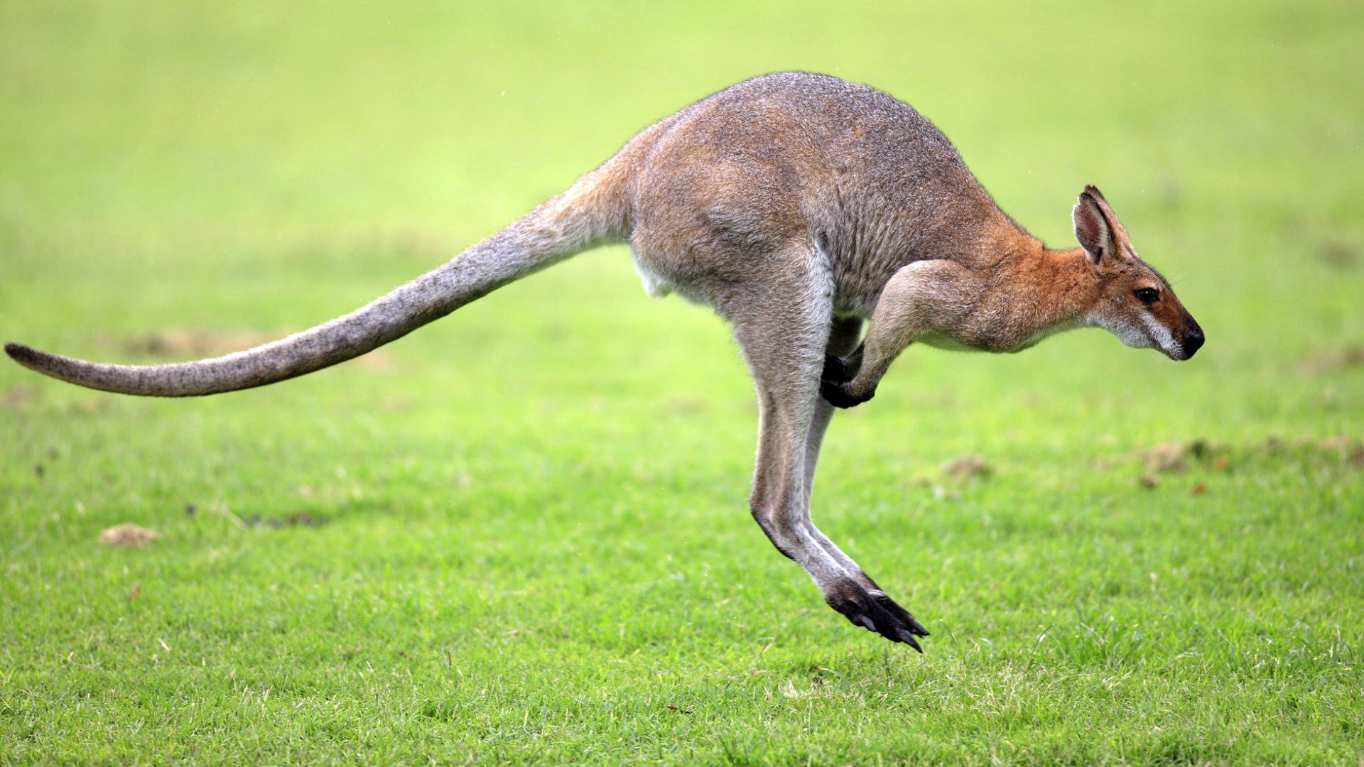 Download Animal Kangaroo Image