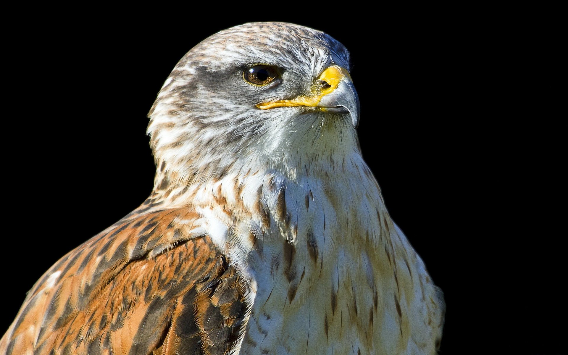 Download Animal Hawk Image