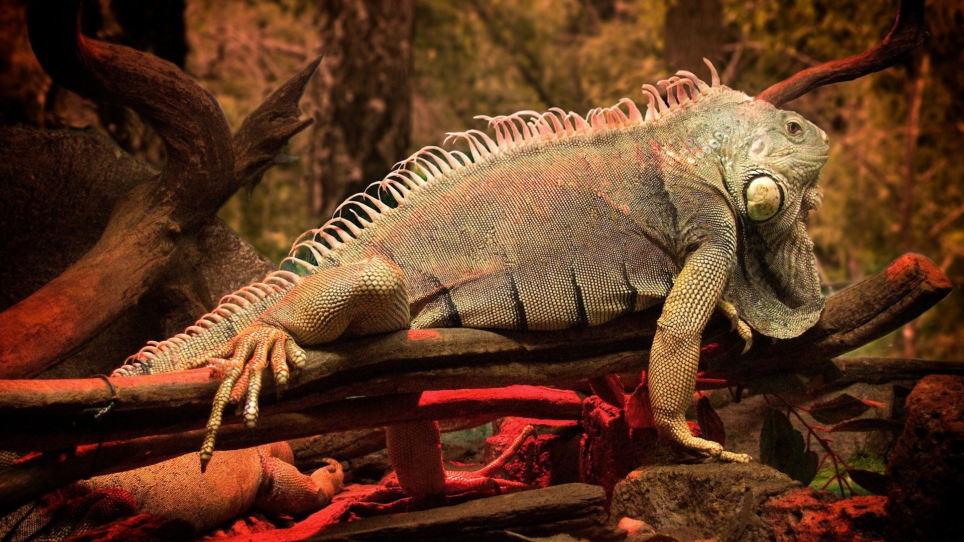 Download Animal Iguana Image