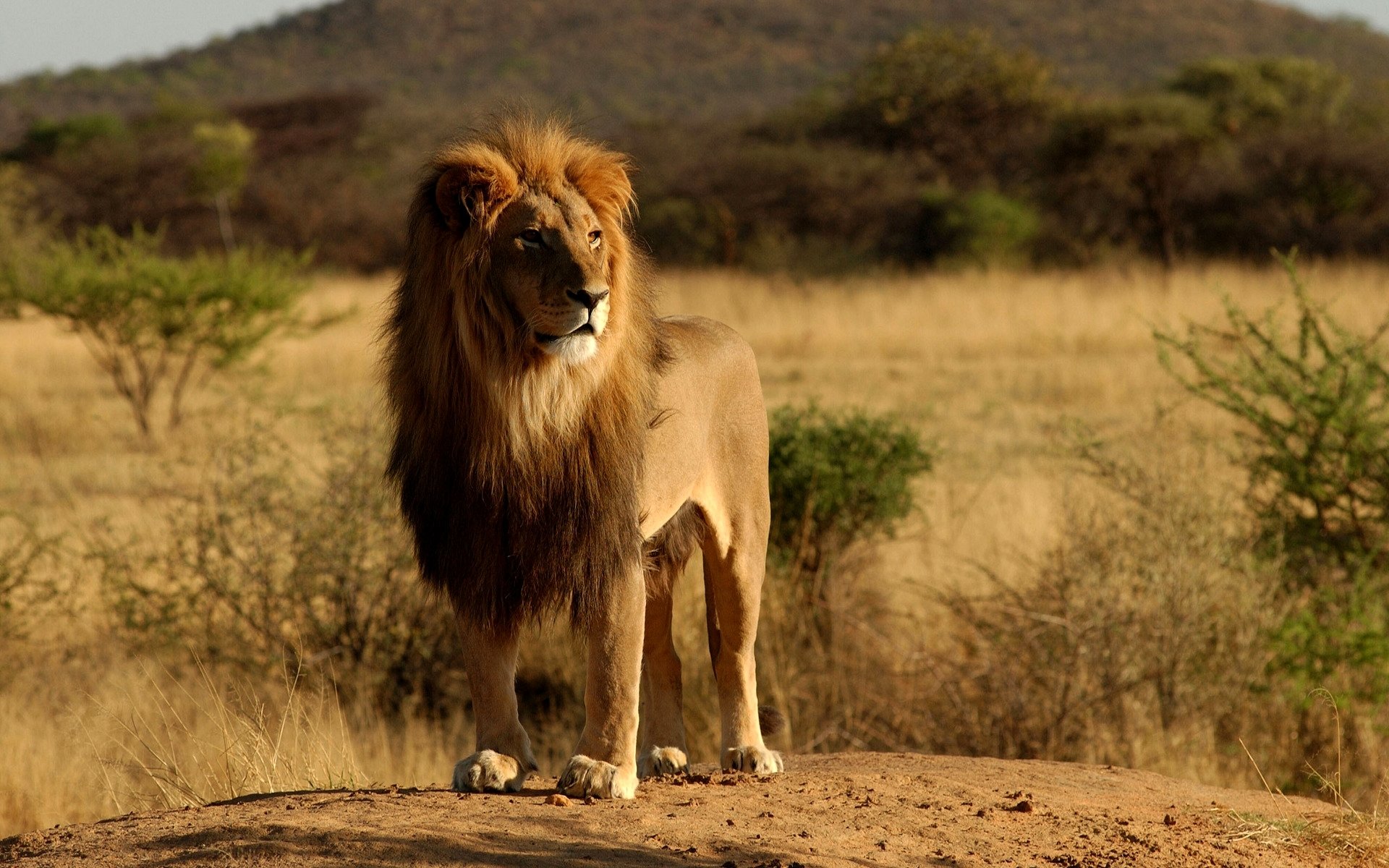 Download Animal Lion Image