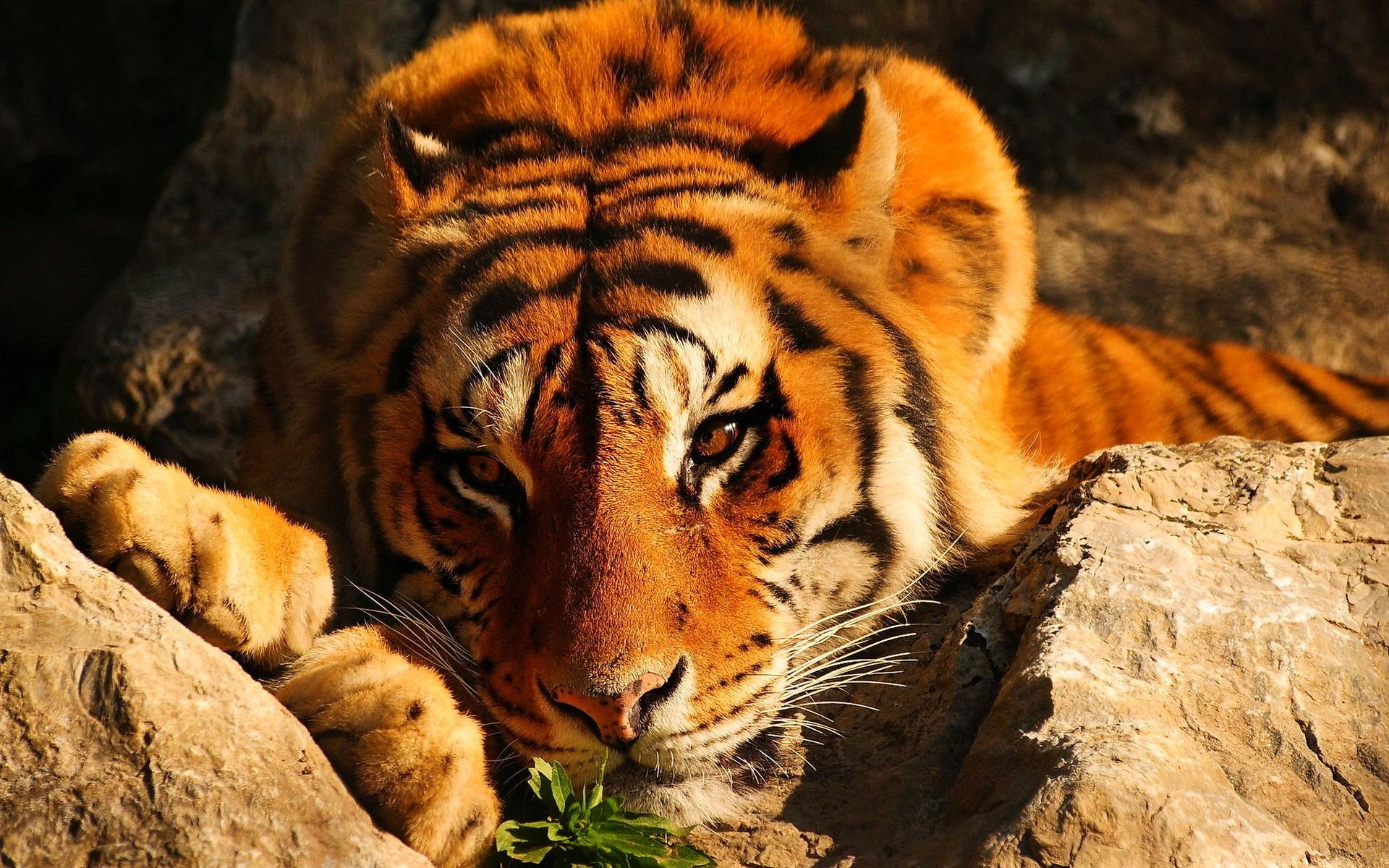 The Majestic Tiger: King of the Animal Kingdom