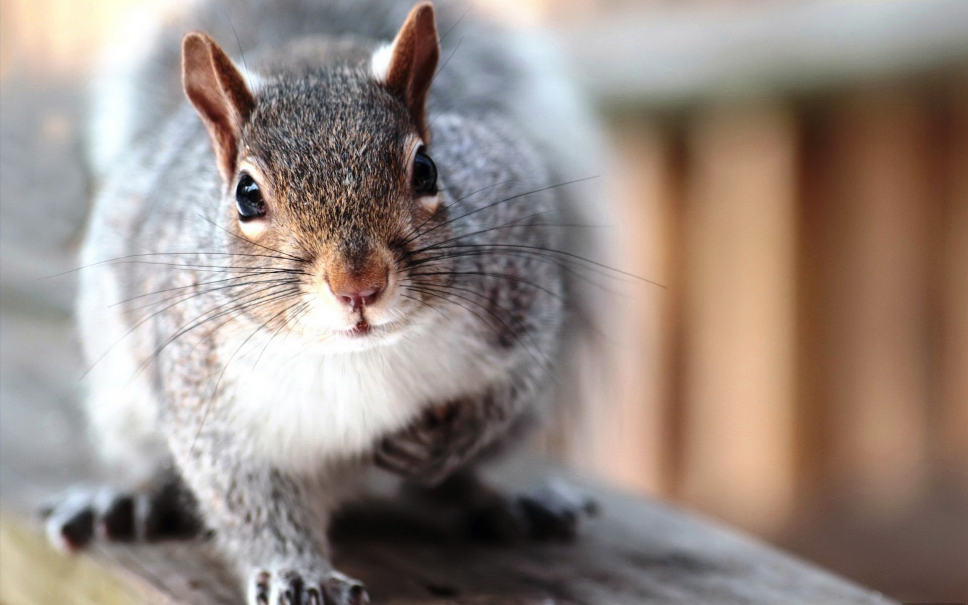 Squirrel Picture - Image Abyss