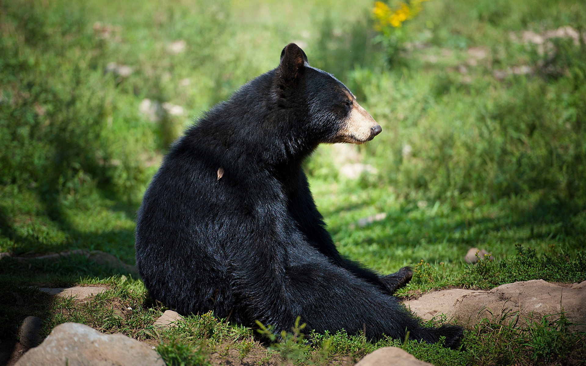 Bear Picture - Image Abyss