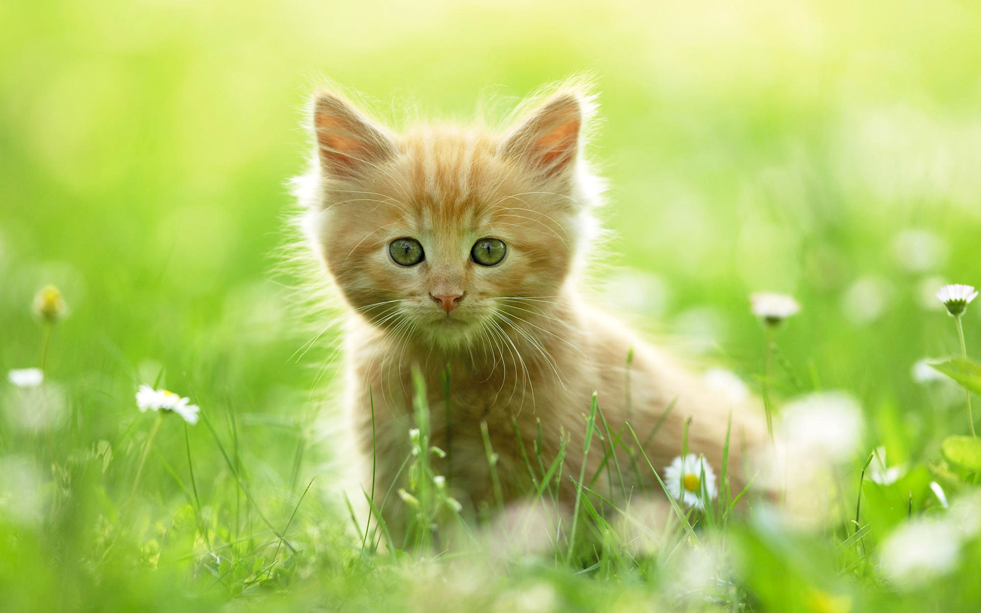 Download Animal Cat Image