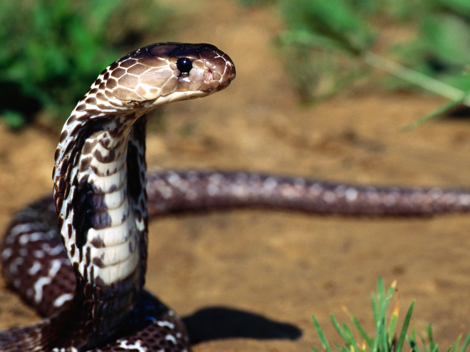 Cobra: The Majestic Snake of the Wild