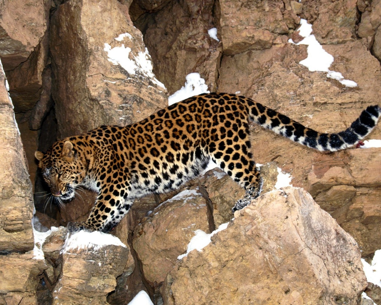 Download Animal Jaguar Image