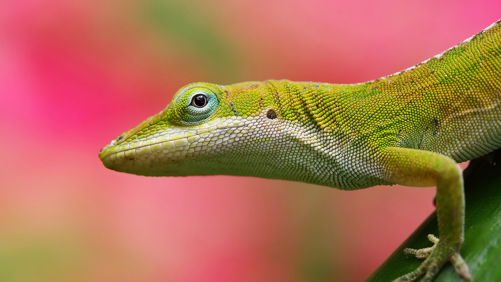 Download Lizard Animal Green Anole Image