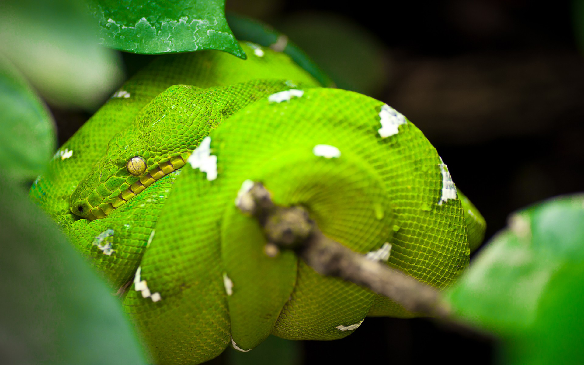 Emerald Tree Boa: A Captivating Green Enigma