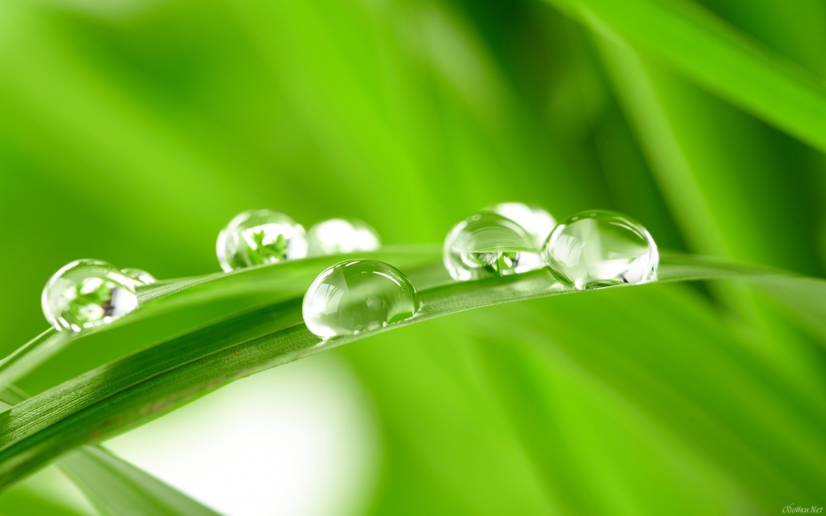 Water Drop Picture - Image Abyss