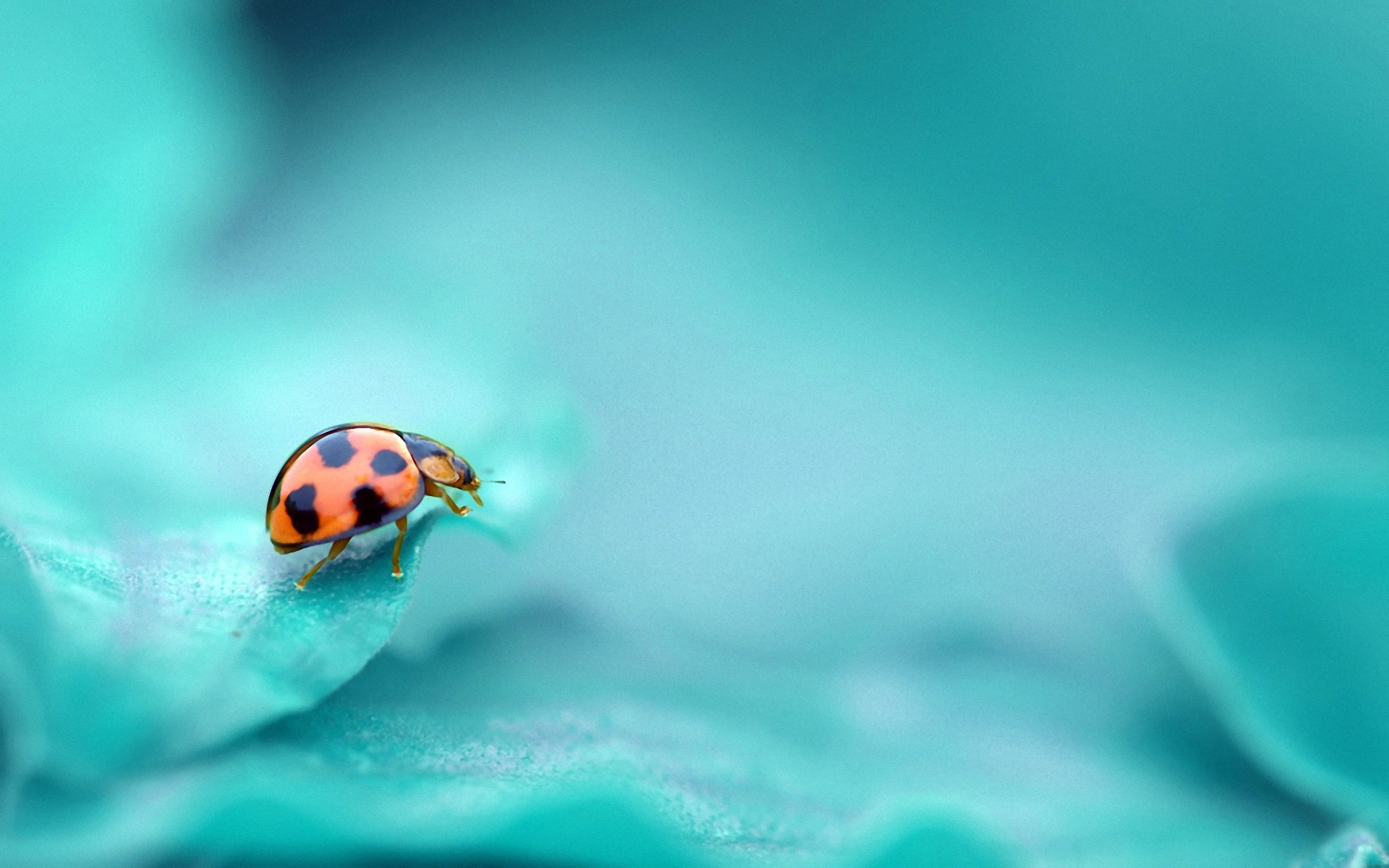 Ladybug Picture - Image Abyss
