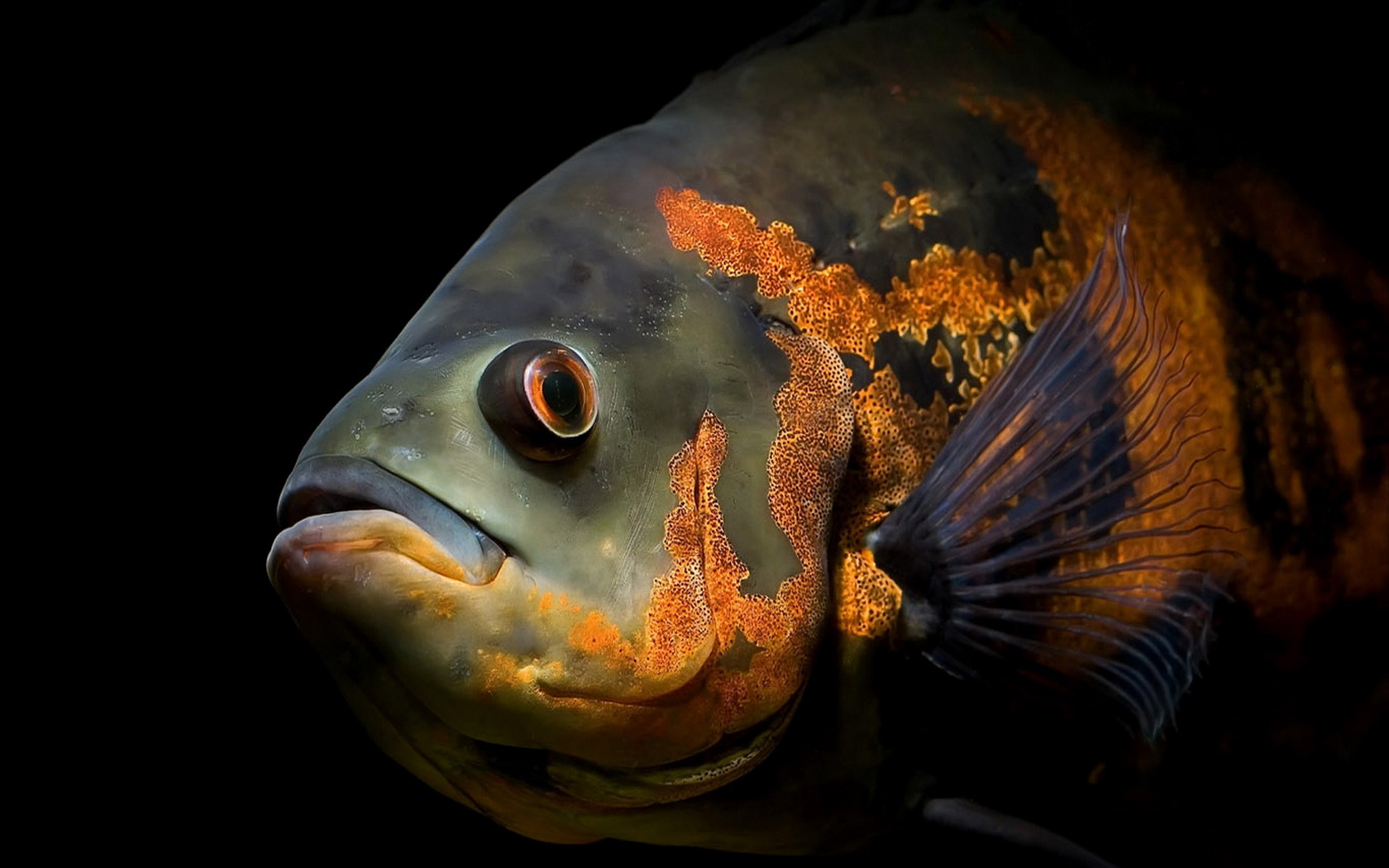 Fish Picture - Image Abyss