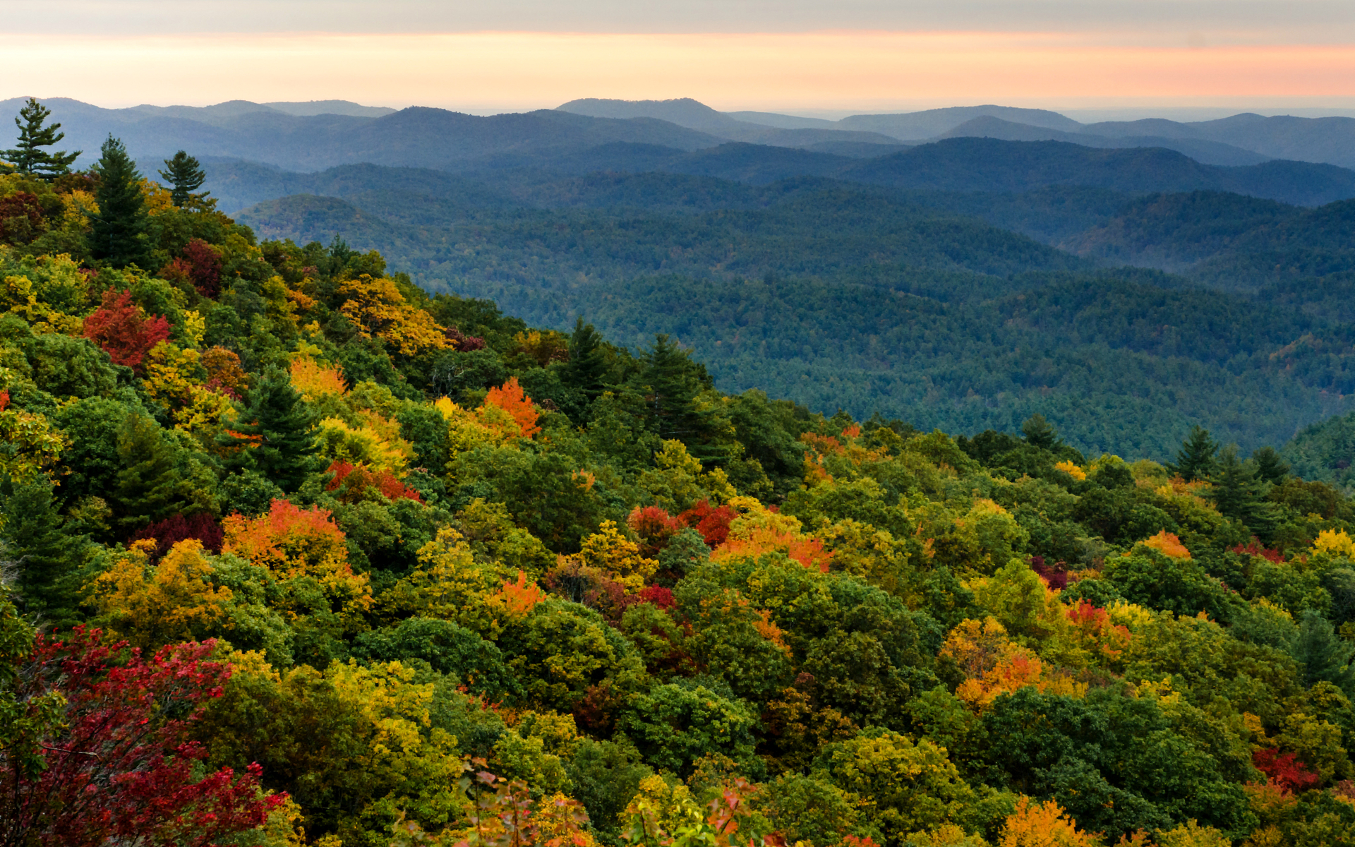 Download Nature Forest Image
