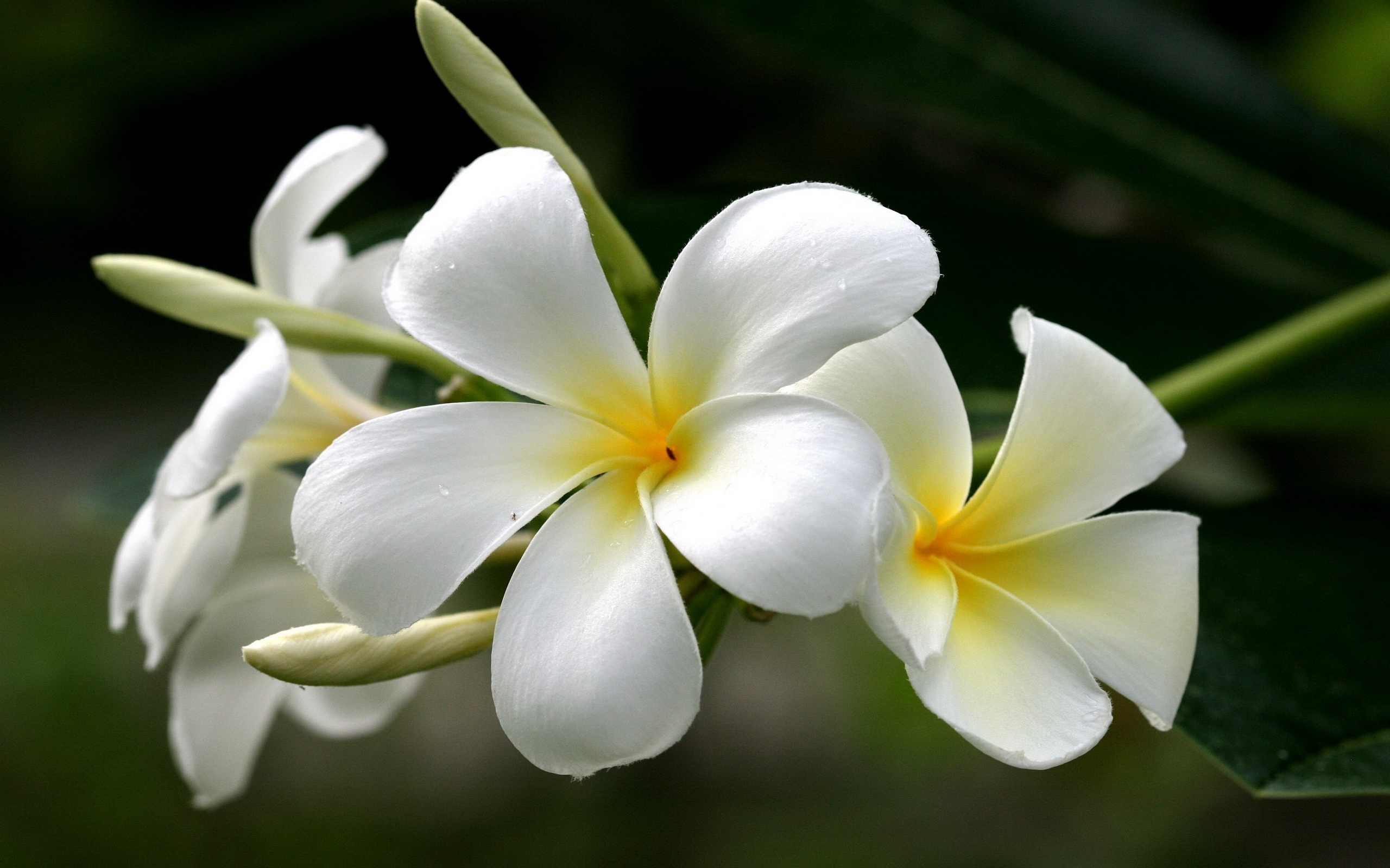 Download Flower Nature Frangipani Image
