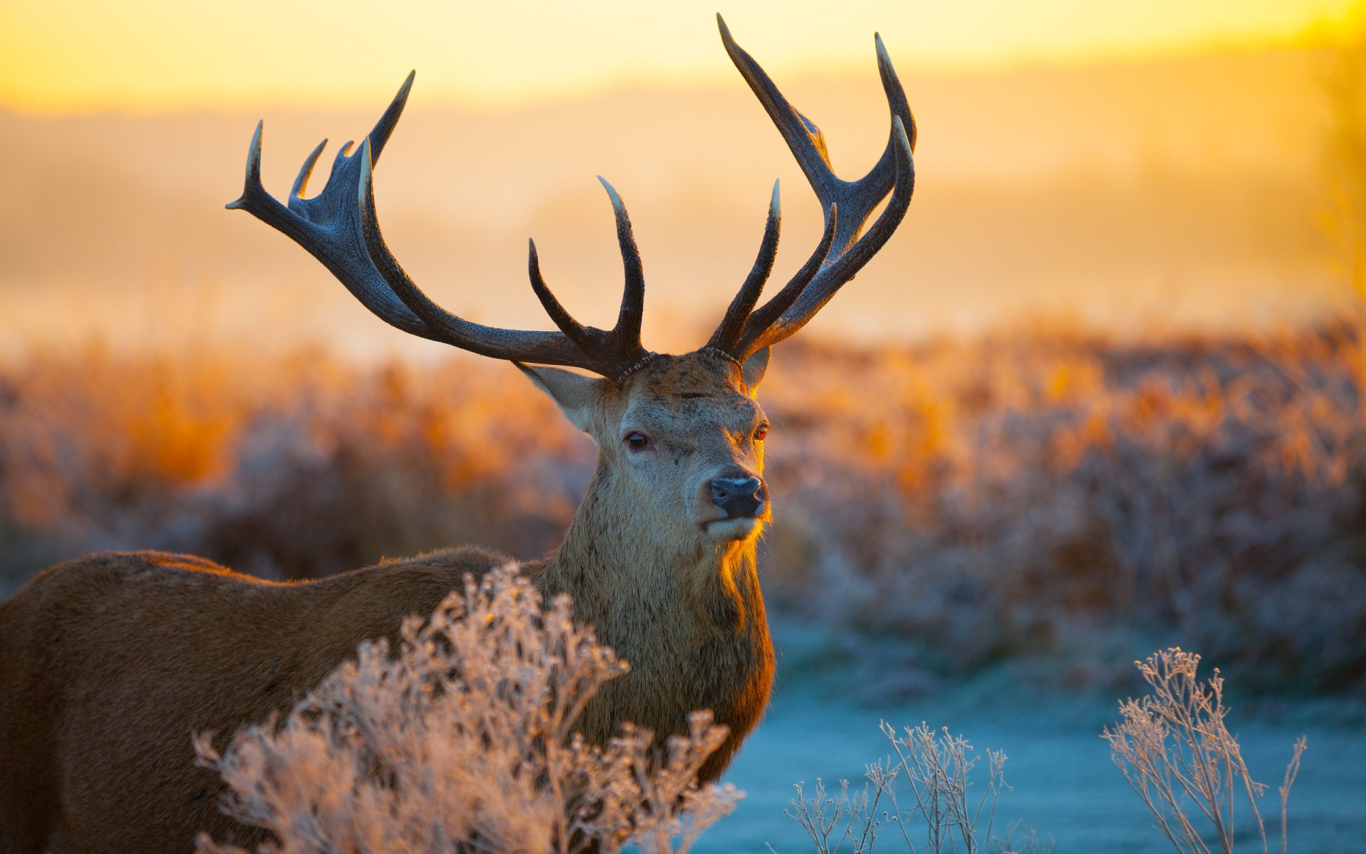 Majestic Deer in the Golden Morning Light