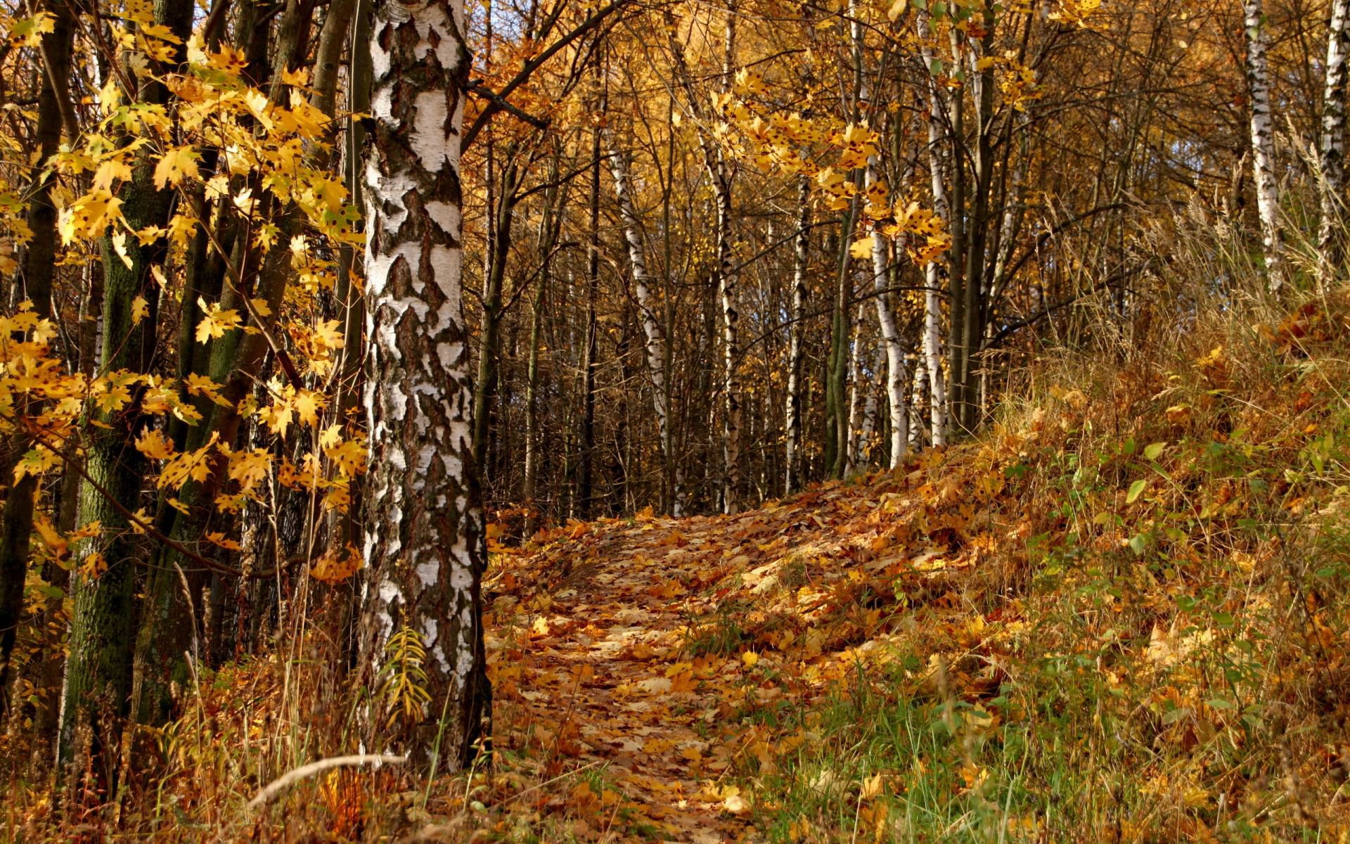 Forest Image - ID: 280008 - Image Abyss