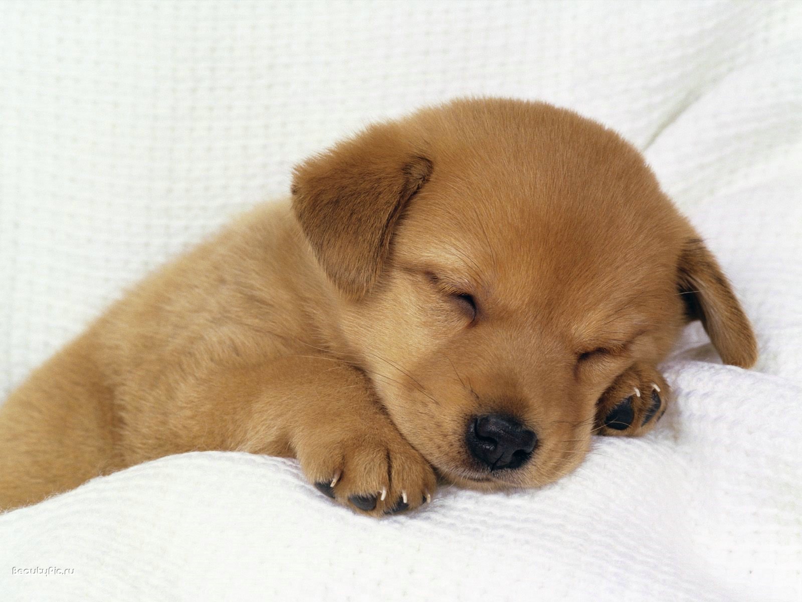 Download Animal Puppy Image