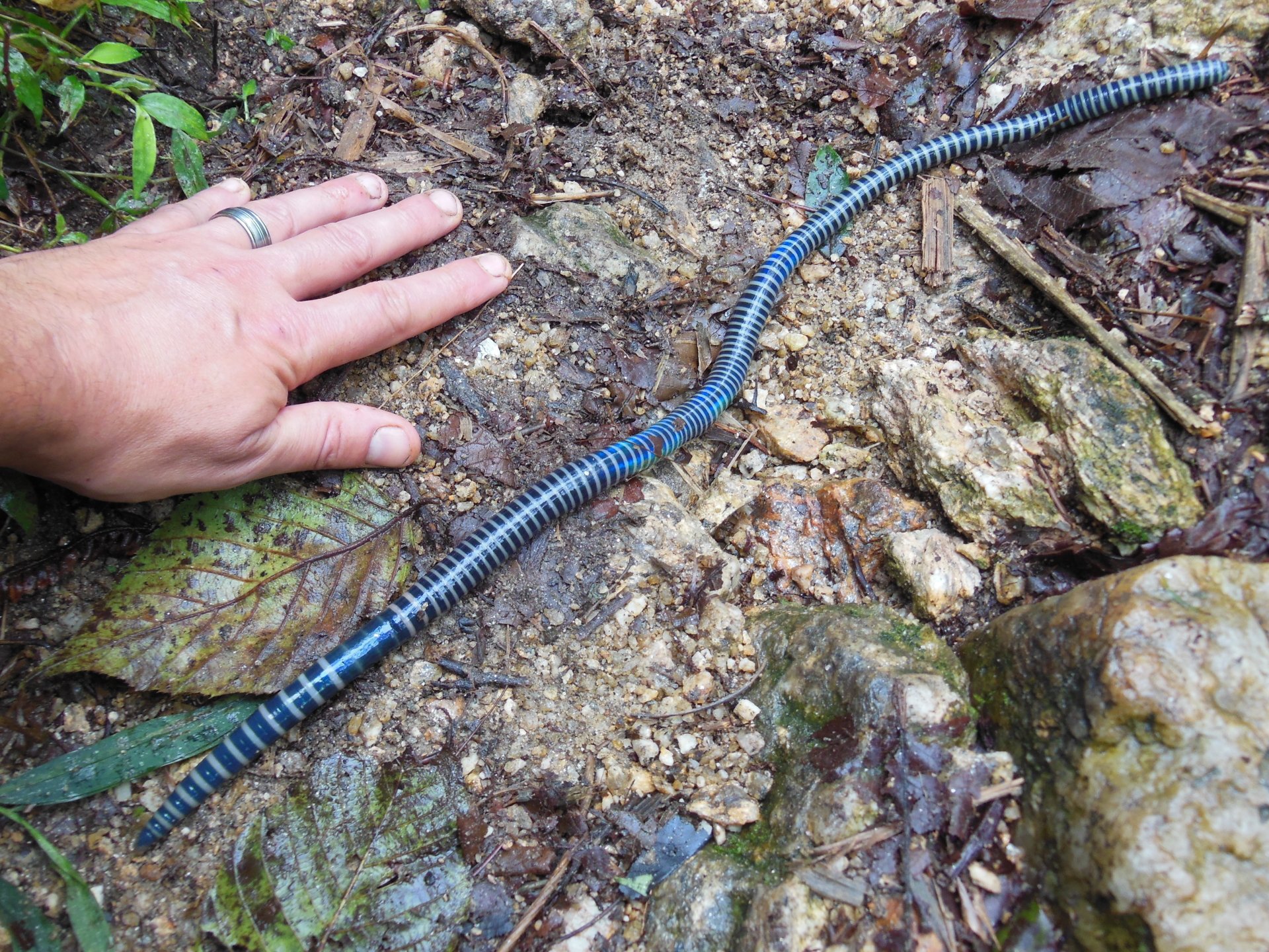 Worm - Desktop Wallpapers, Phone Wallpaper, PFP, Gifs, and More!