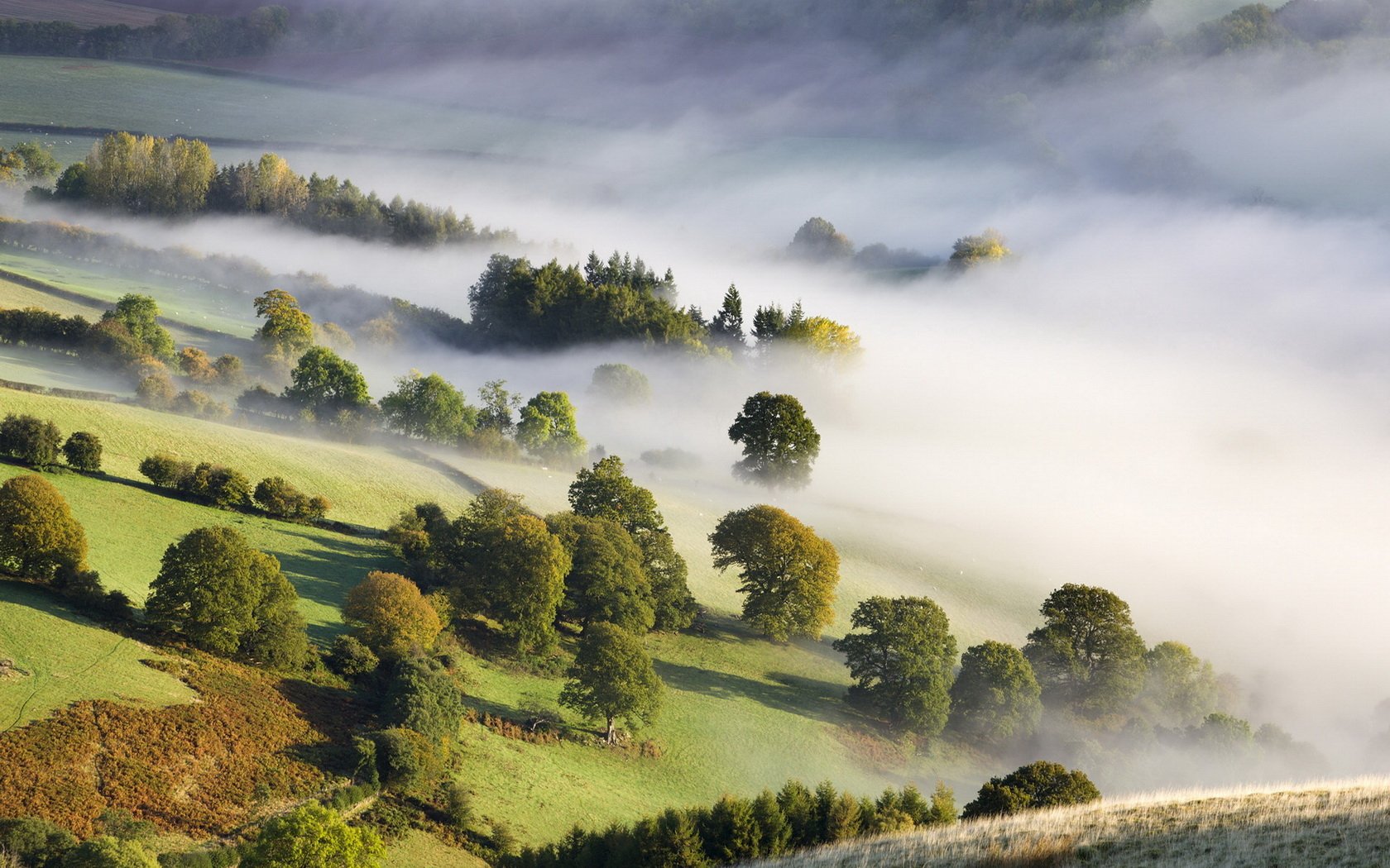 Download Nature Fog Image