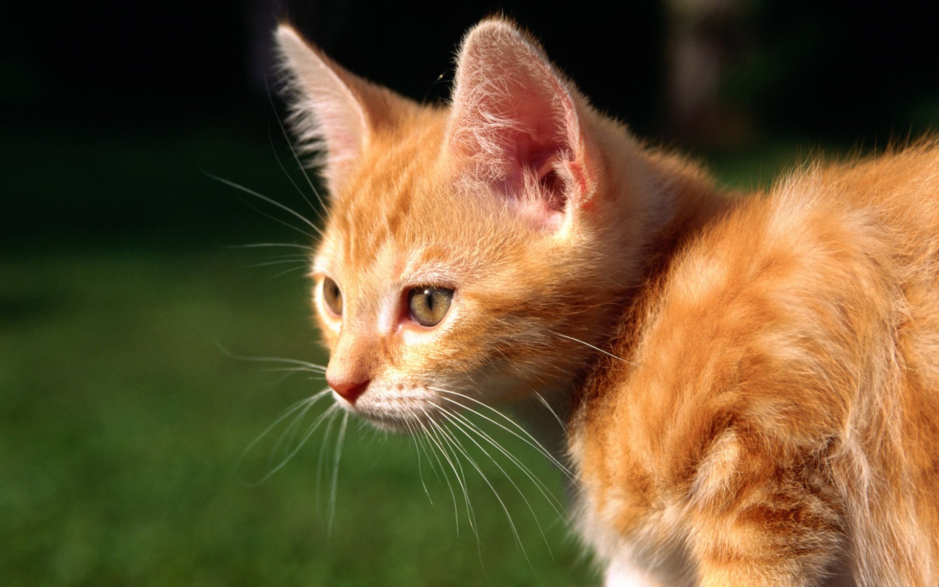 Download Animal Cat Image