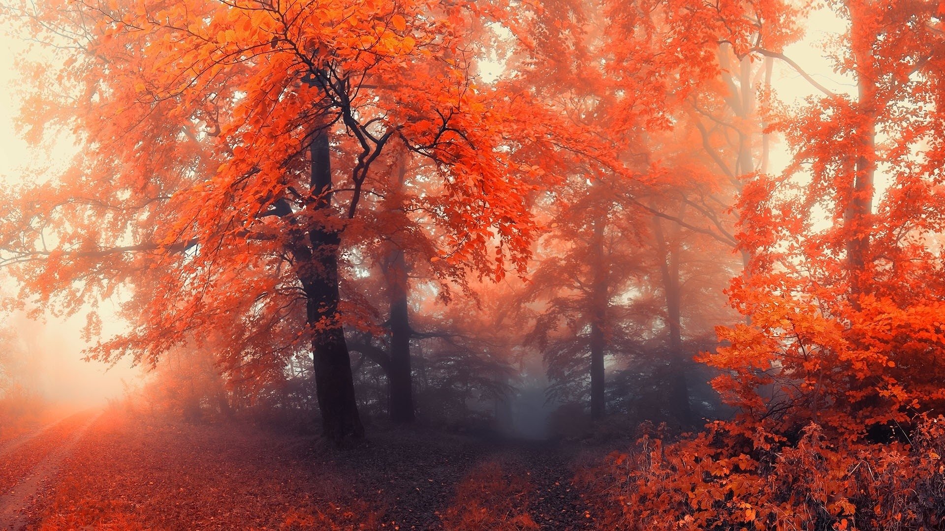 Fall Image - ID: 280966 - Image Abyss