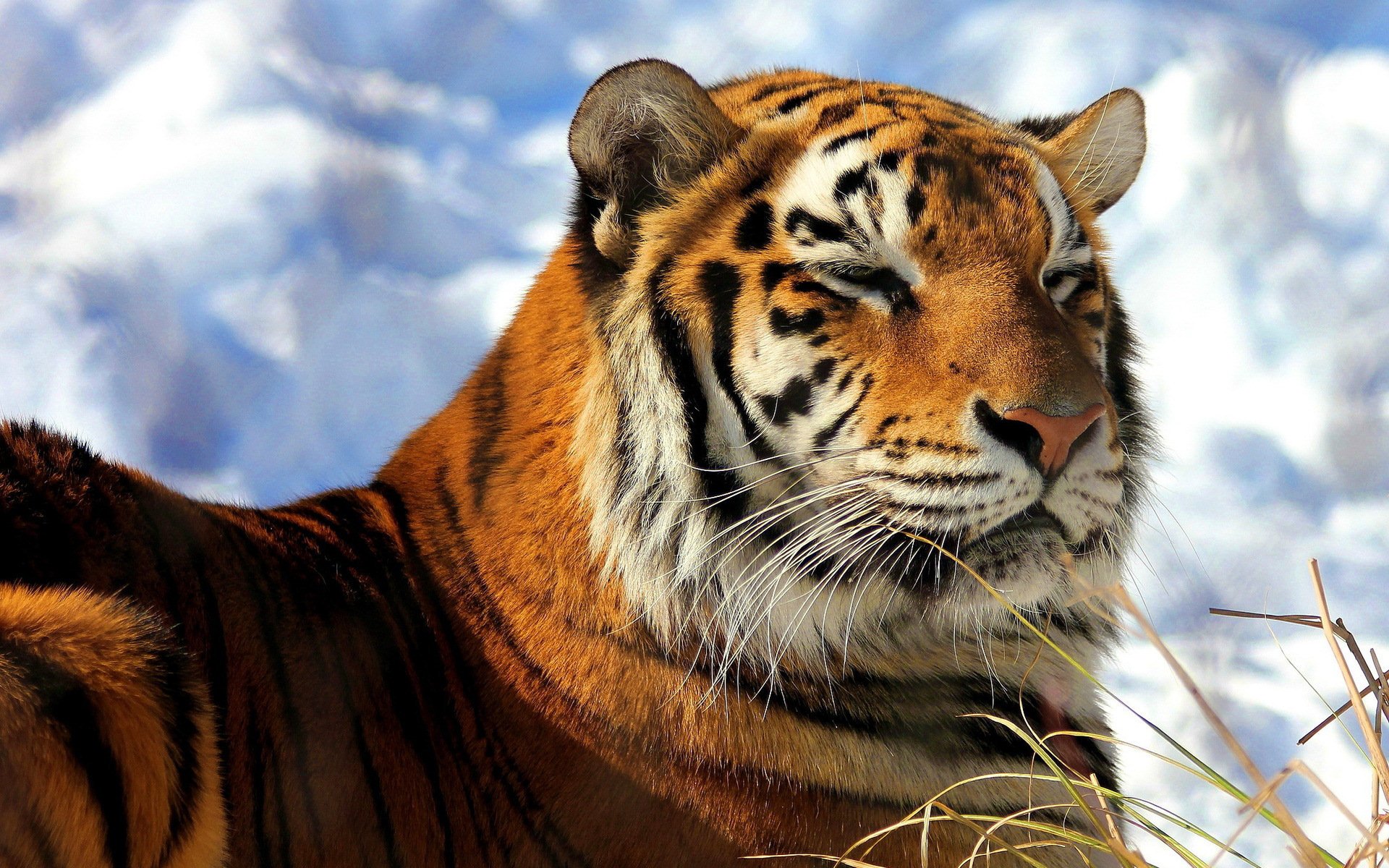 Tiger Picture - Image Abyss