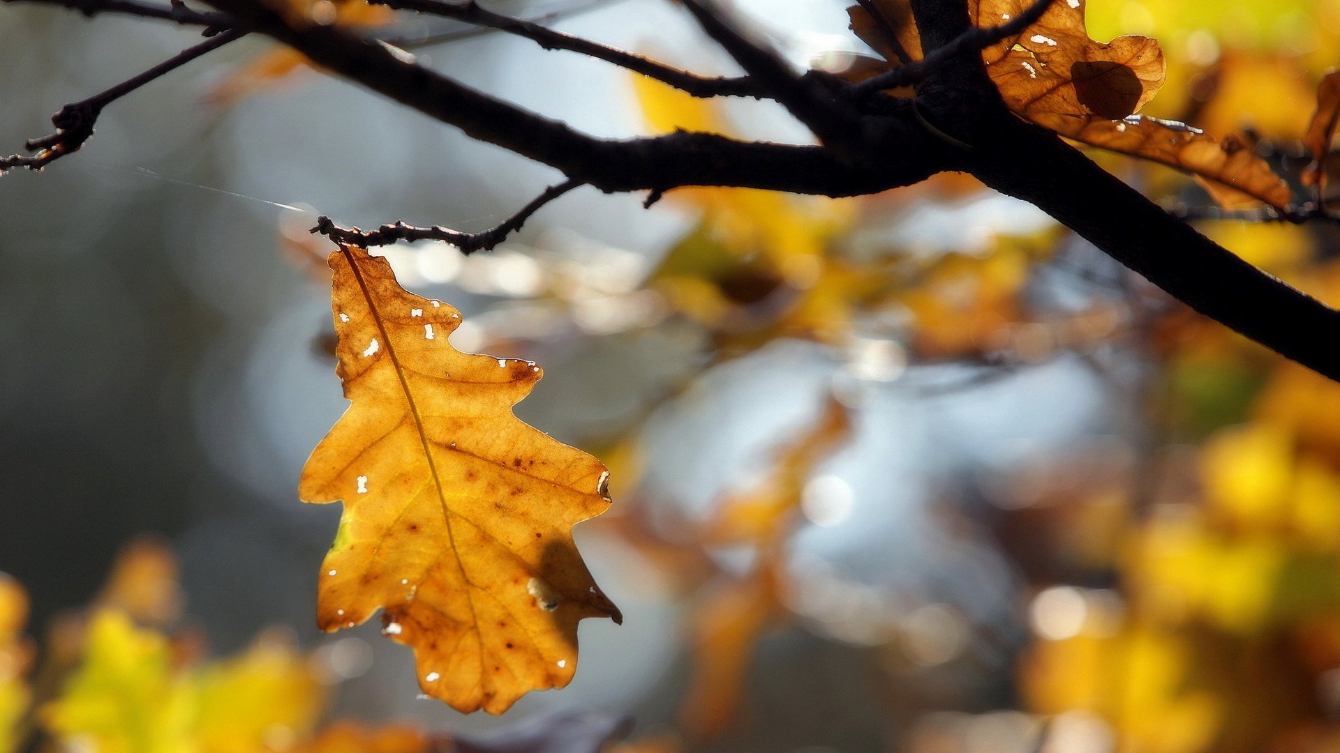 Leaf Picture - Image Abyss