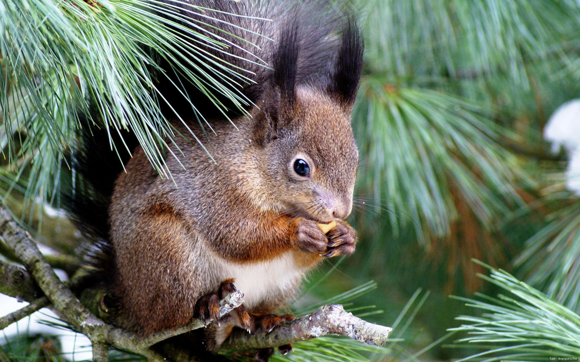 Download Animal Squirrel Image