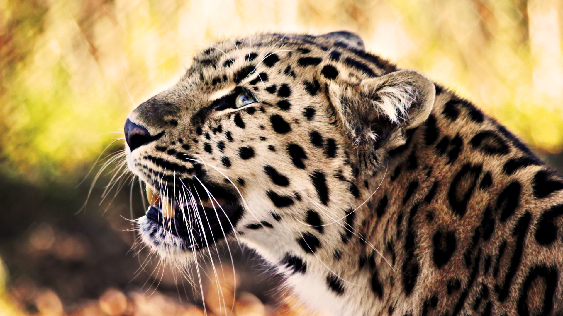 Download Animal Leopard Image