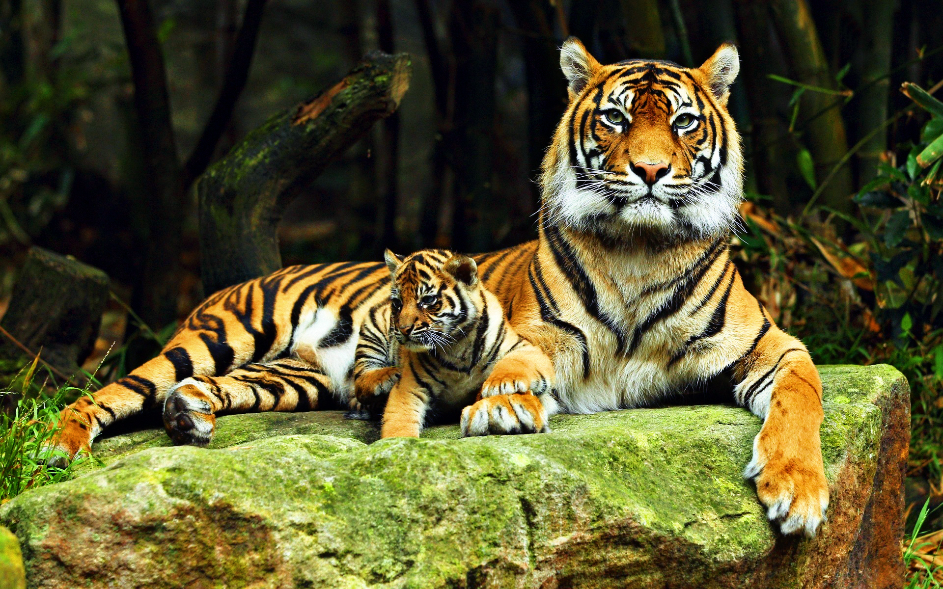 Majestic Tigers: The Wild Guardians of the Forest