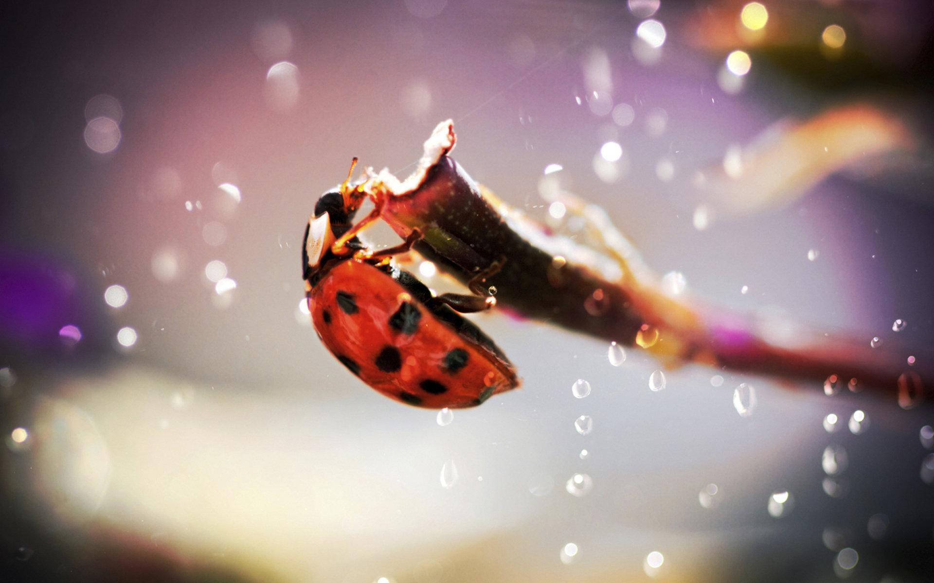 Ladybug Picture - Image Abyss