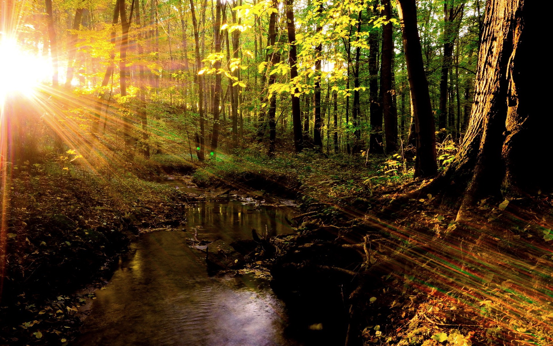 Sunbeam Picture - Image Abyss