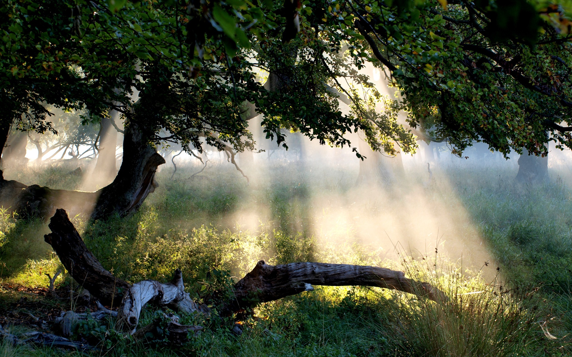 Sunlit Serenity: Nature’s Gentle Morning Glow