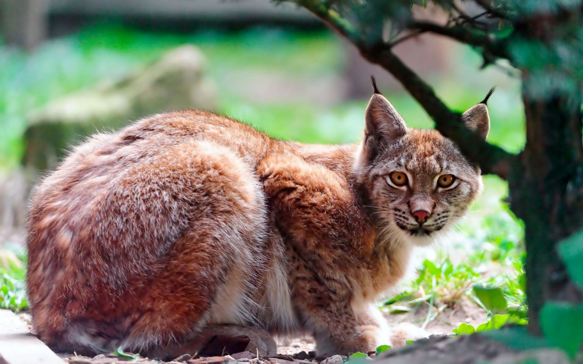Download Animal Lynx Image