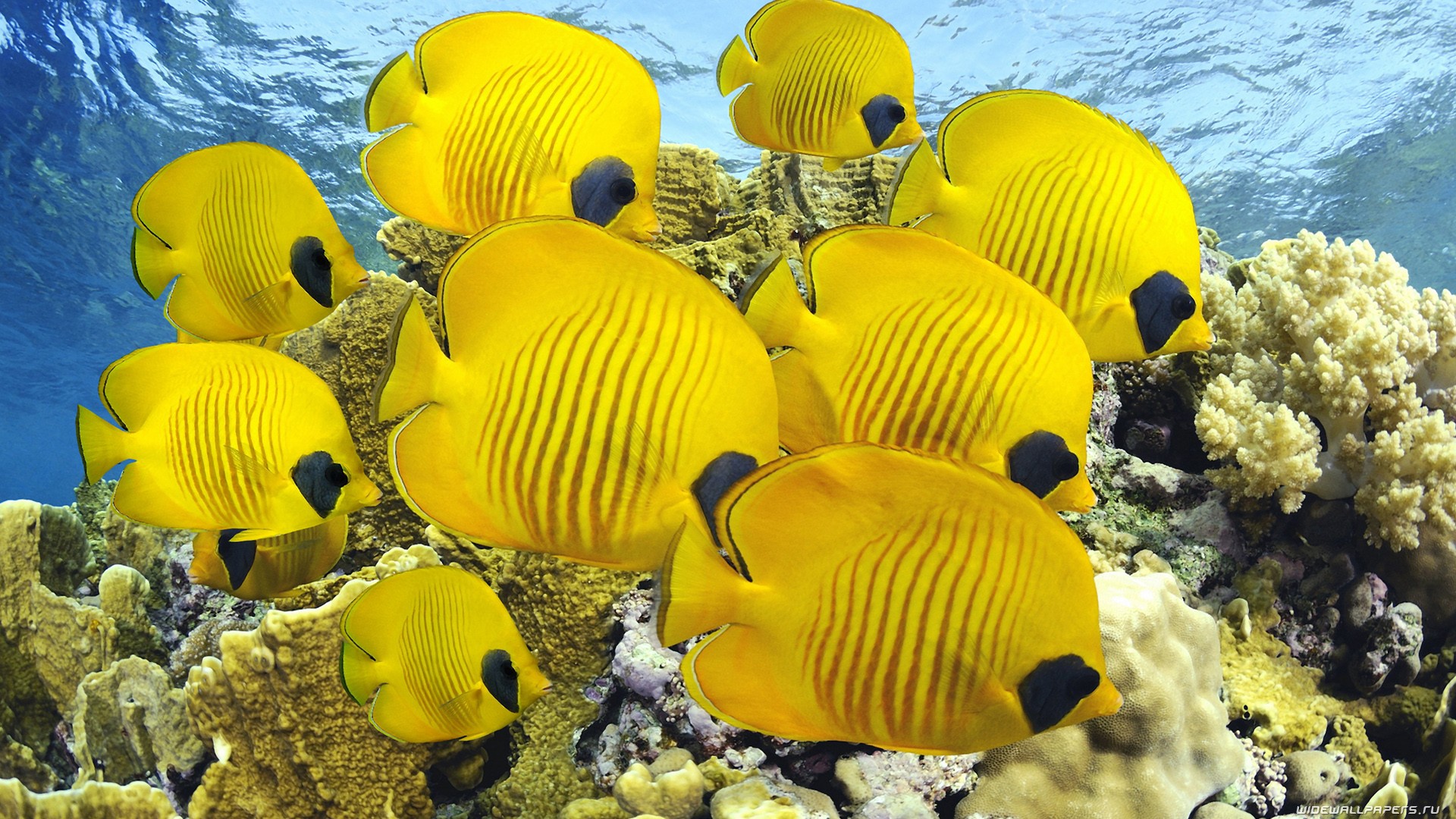 Download Animal Fish Image