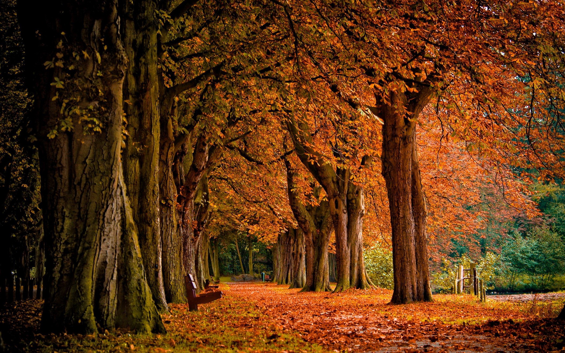 Download Photography Fall Image