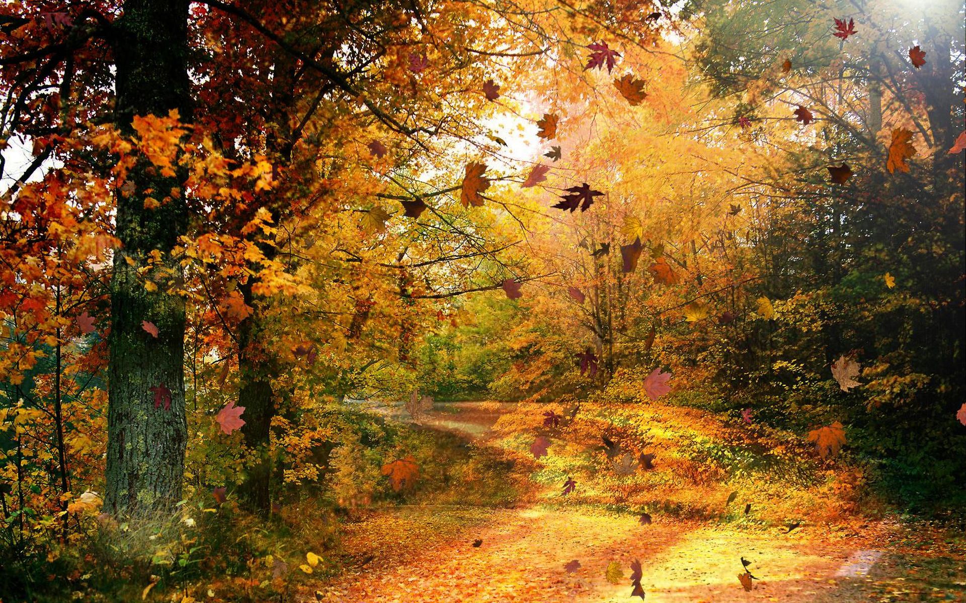 Download Nature Fall Image