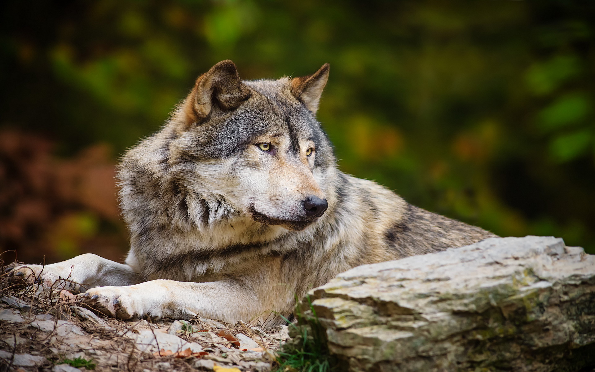 Wolf Picture - Image Abyss