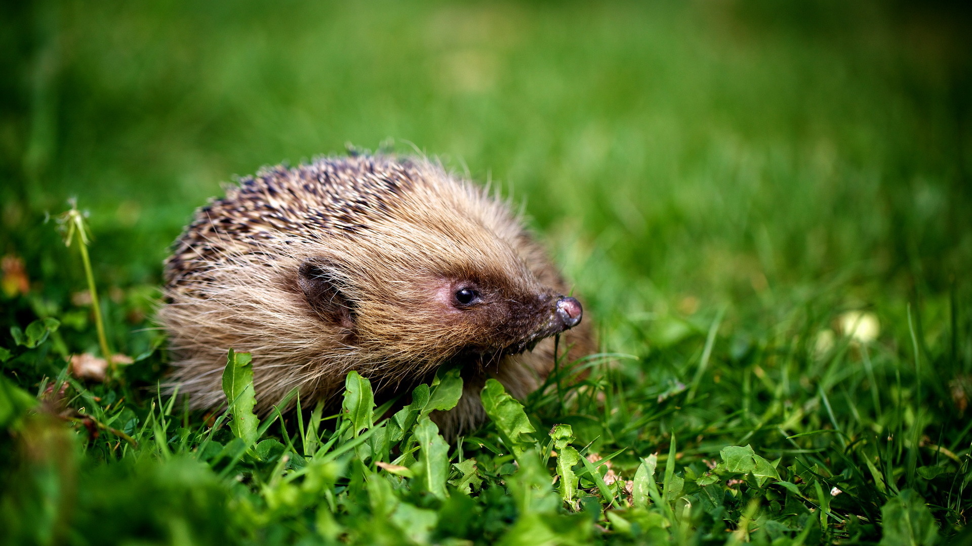 Download Animal Hedgehog Image