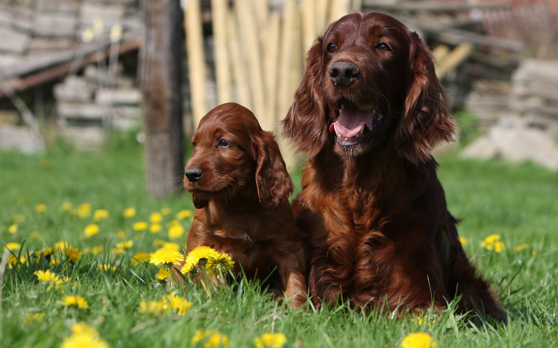 Irish Setter - Desktop Wallpapers, Phone Wallpaper, PFP, Gifs, and More!