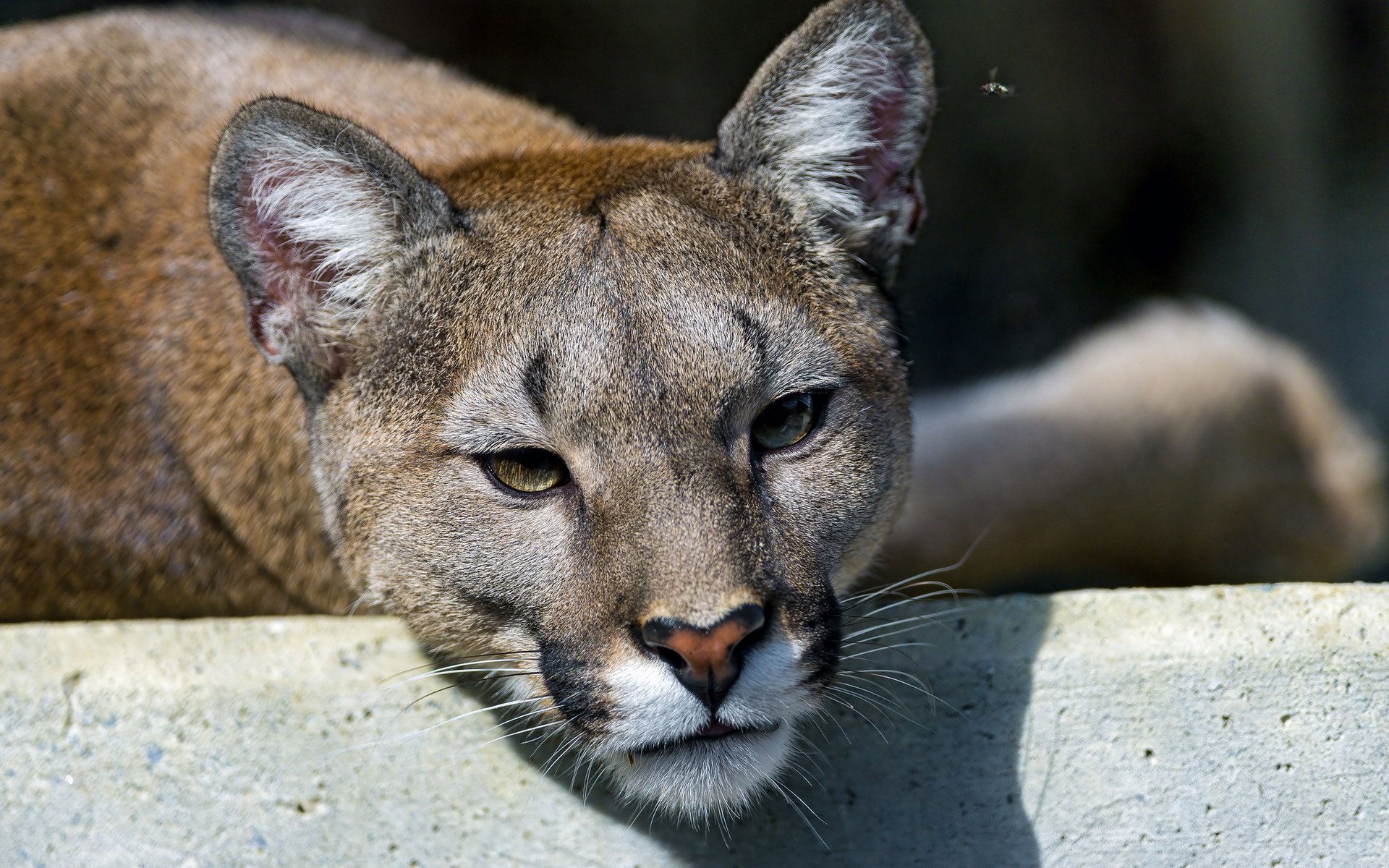 Cougar Image - ID: 281738 - Image Abyss
