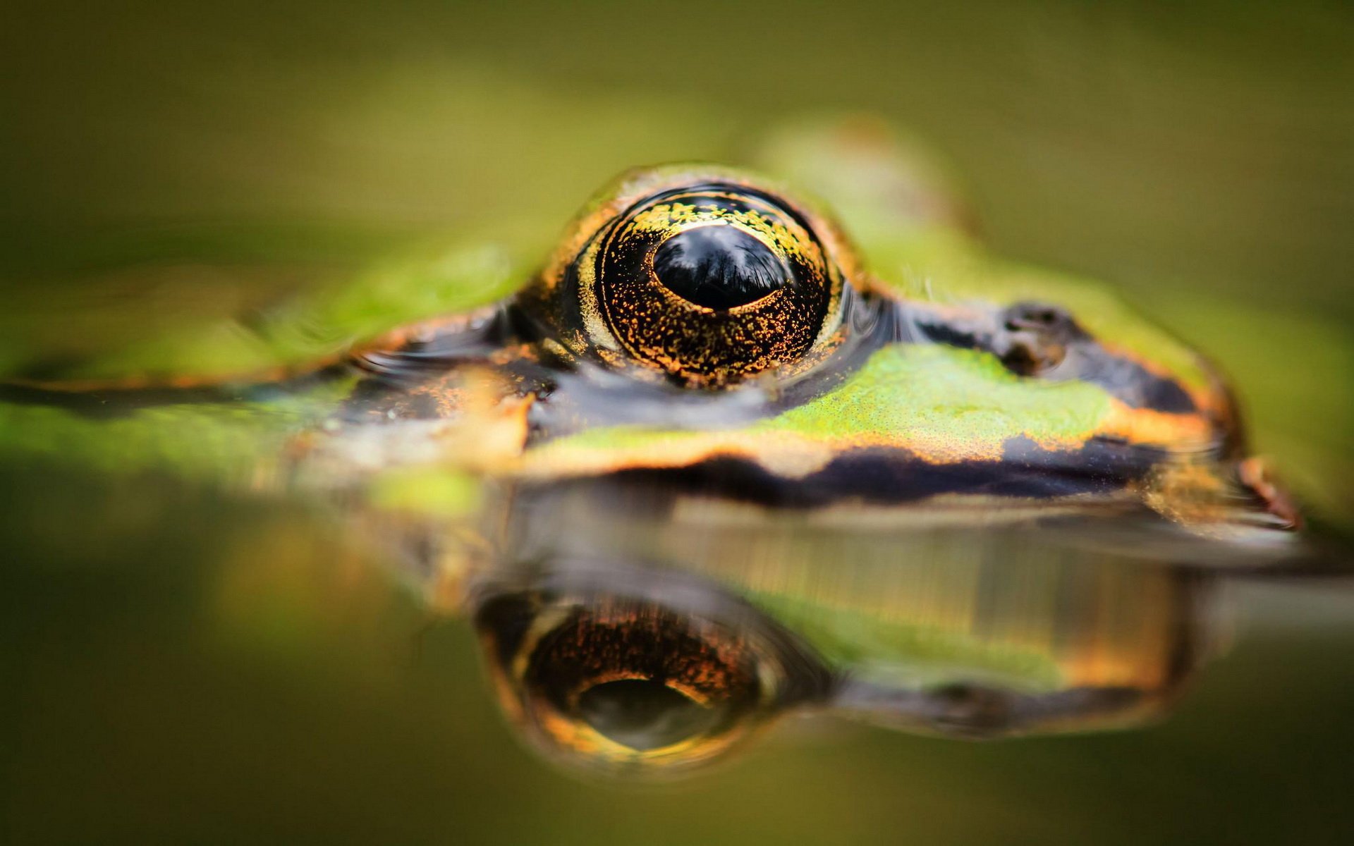 Frog Image - ID: 281775 - Image Abyss