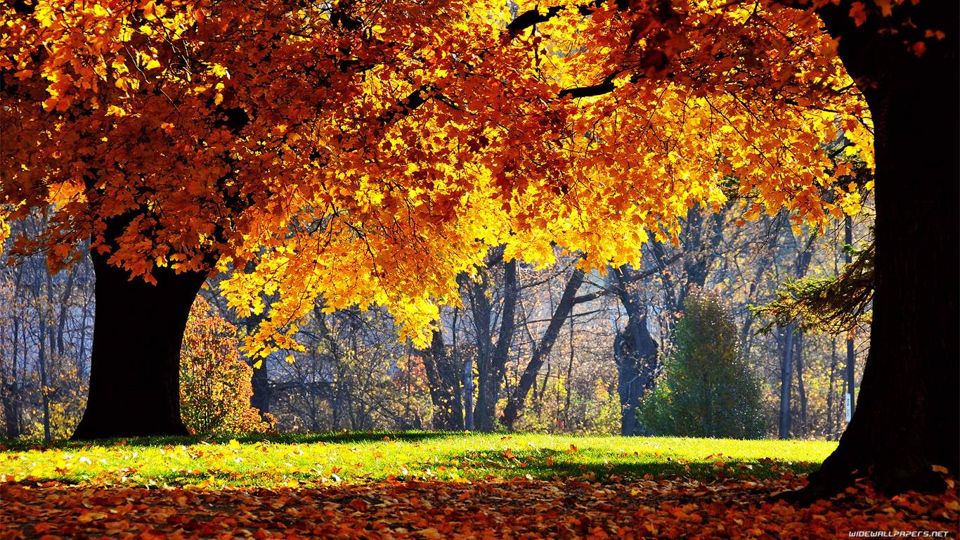 Download Nature Fall Image