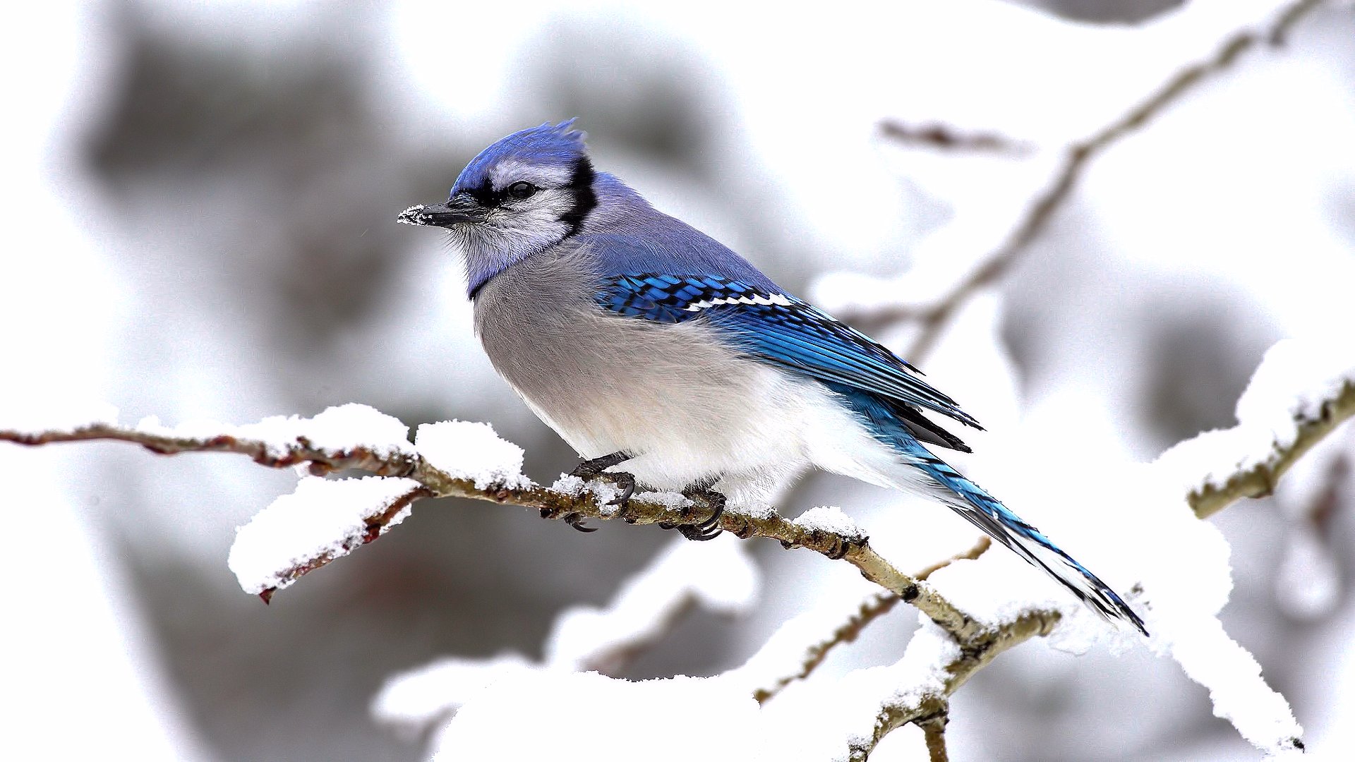 Download Animal Blue Jay Image