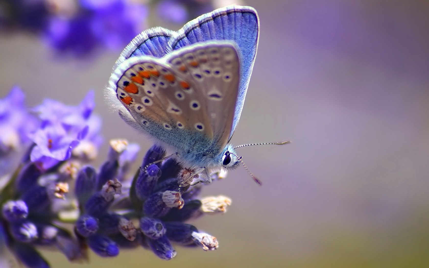 Download Animal Butterfly Image