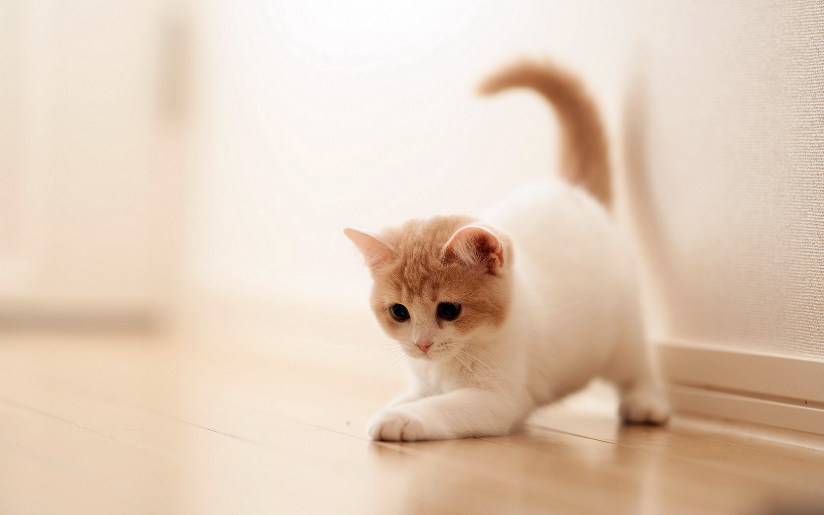 Download Animal Cat Image