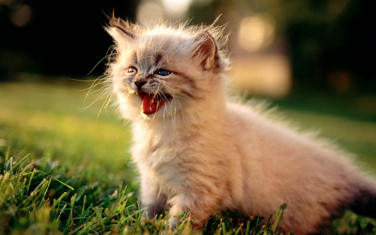 Download Animal Cat Image