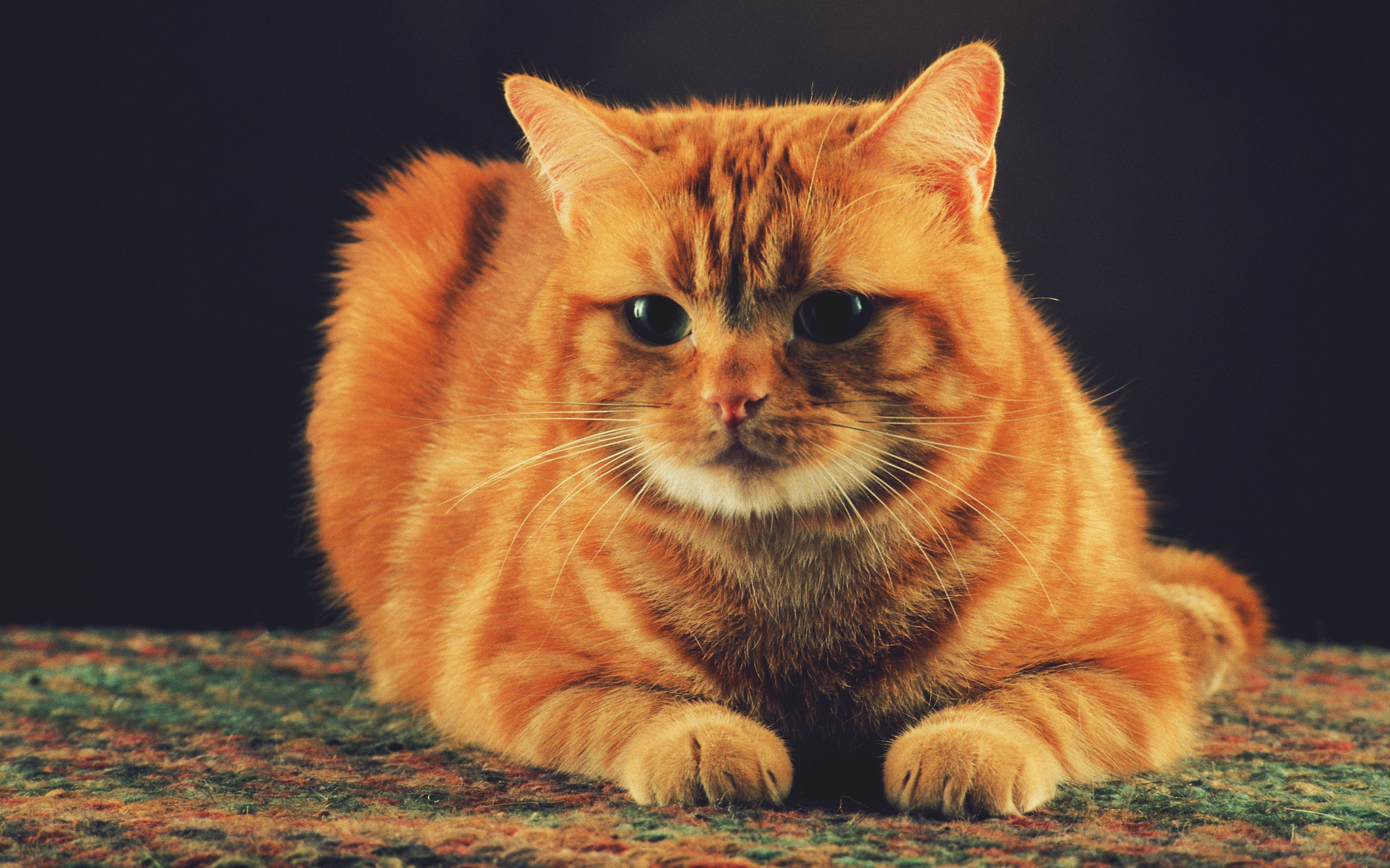 Download Animal Cat Image